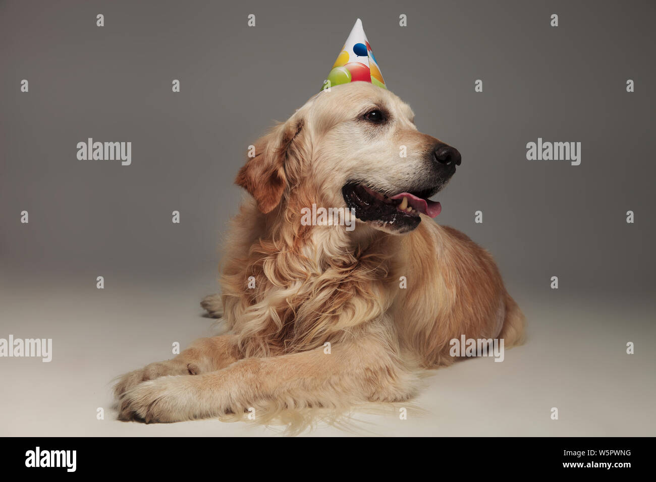 curious labrador with colorful balloons birthday cap looks to side ...