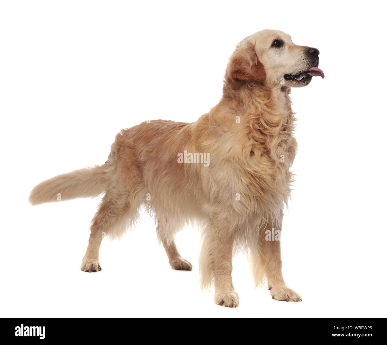 side view of cute golden retriever with tongue exposed standing on ...
