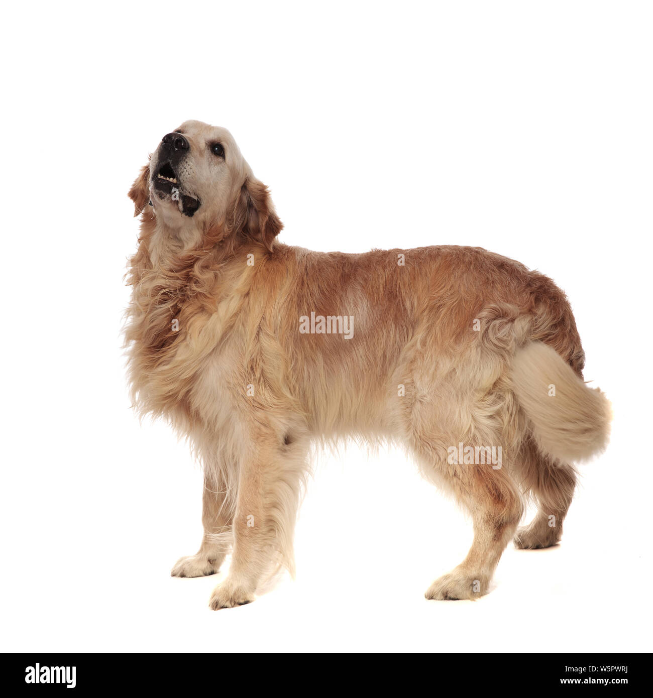 side view of labrador looking up in awe while standing on white ...