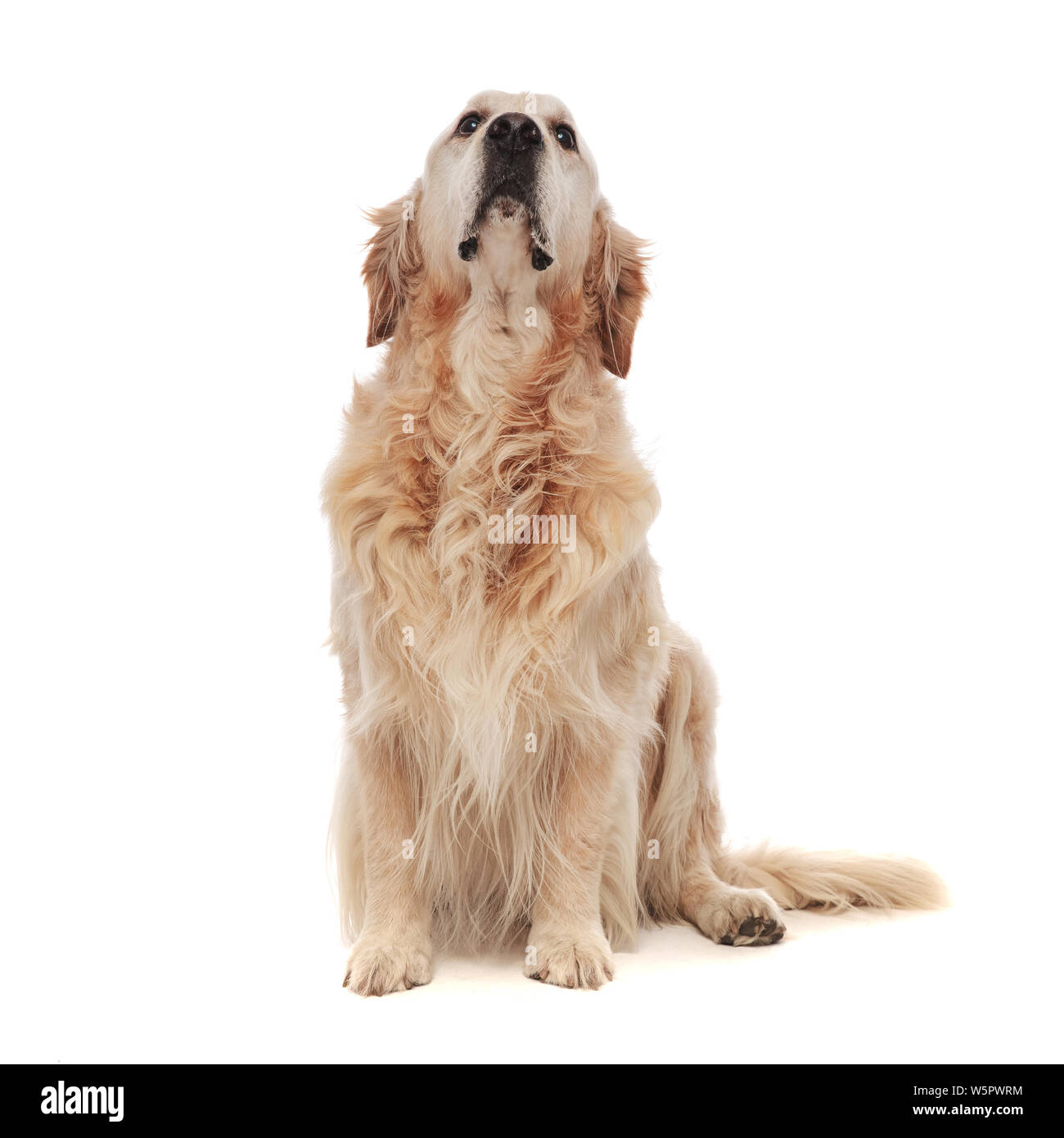 Golden lab eyes Cut Out Stock Images & Pictures - Alamy