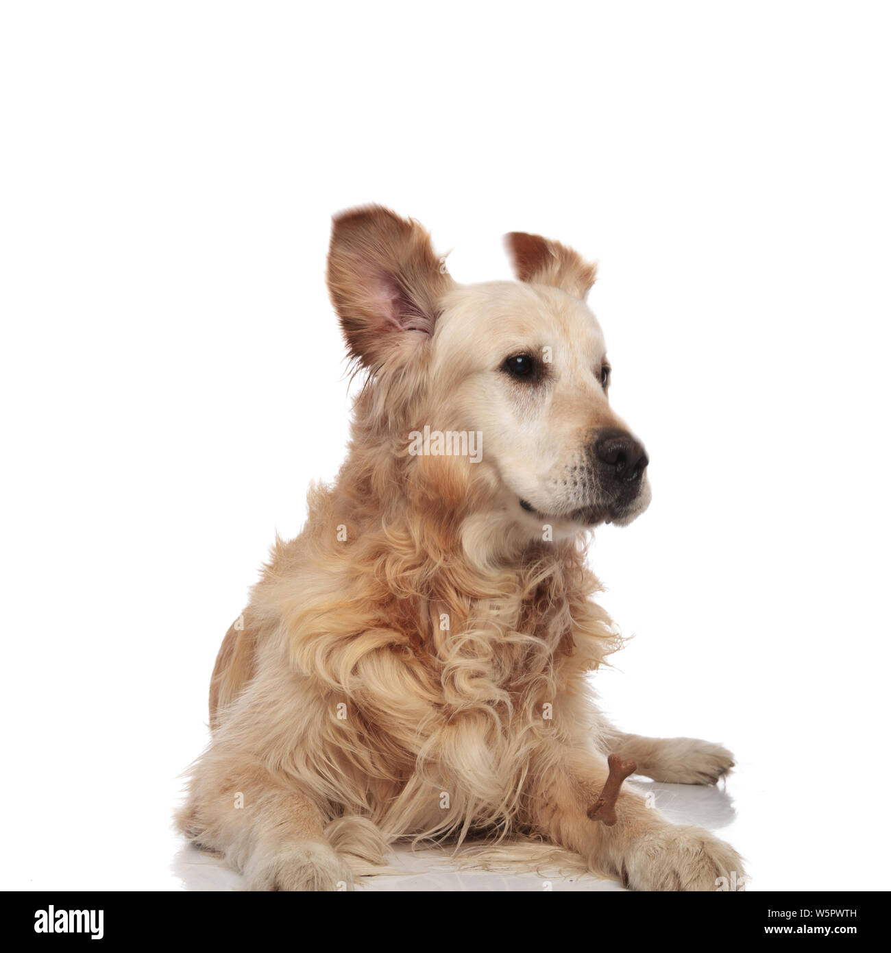 funny labrador with raised ears looks to side while lying on white ...