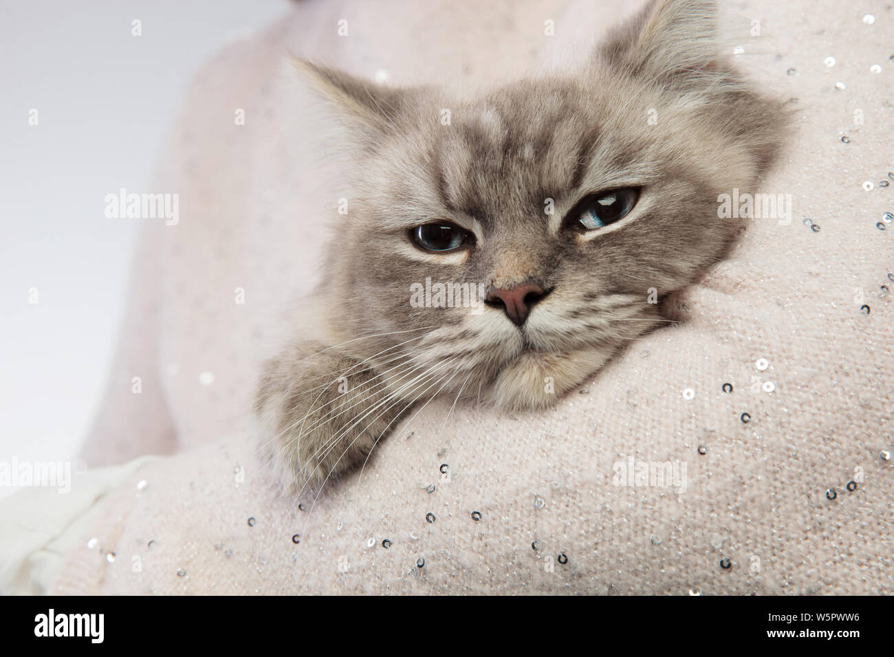 adorable cat resting in the arms of a person, studio picture Stock ...