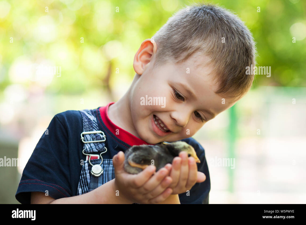 Little boy holding a baby chick on a farm. Portrait of little boy with ...