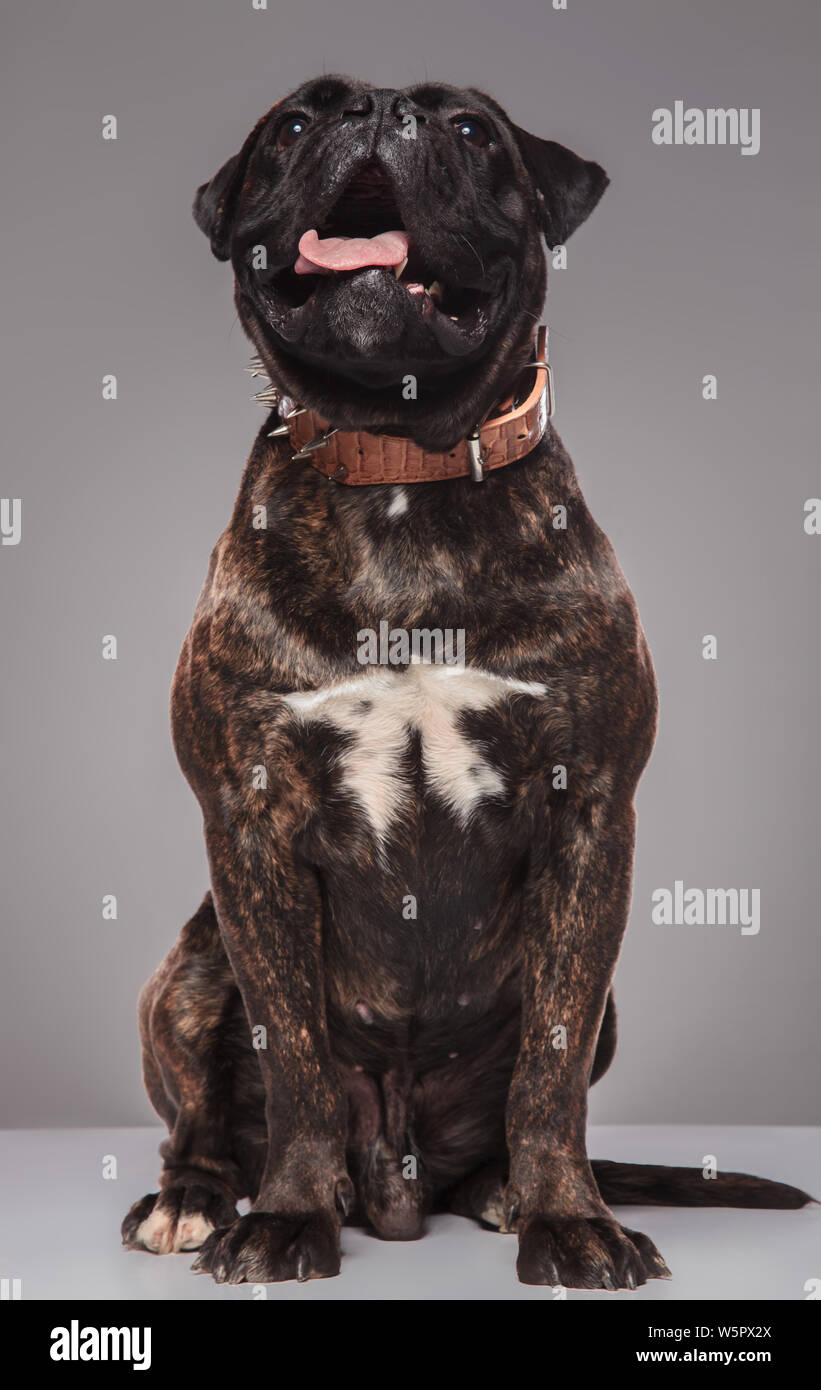adorable panting boxer with spiked collar sitting on light grey ...