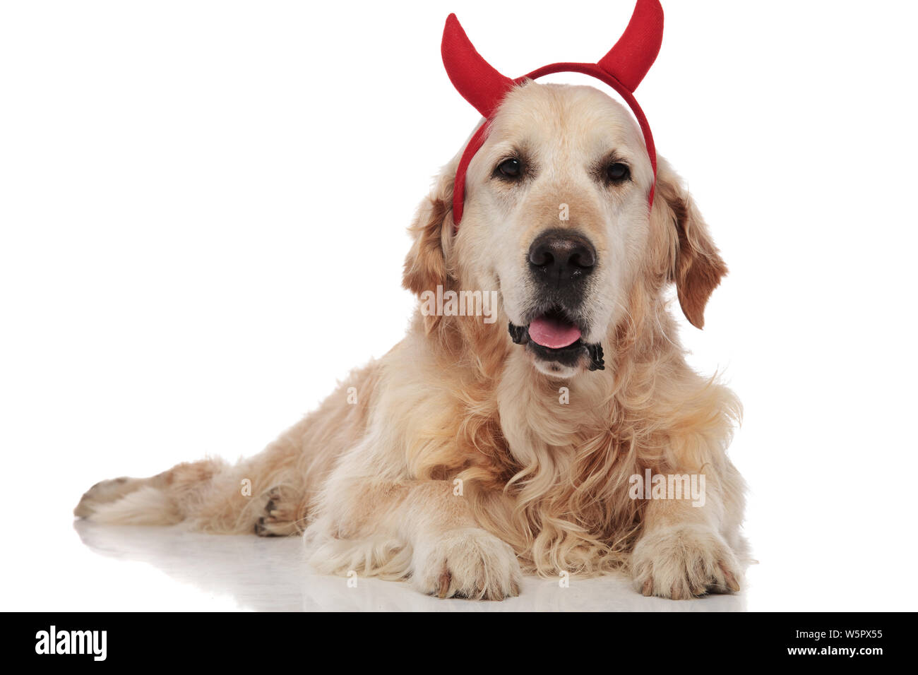cute labrador dressed as devil for halloween lies on white background ...