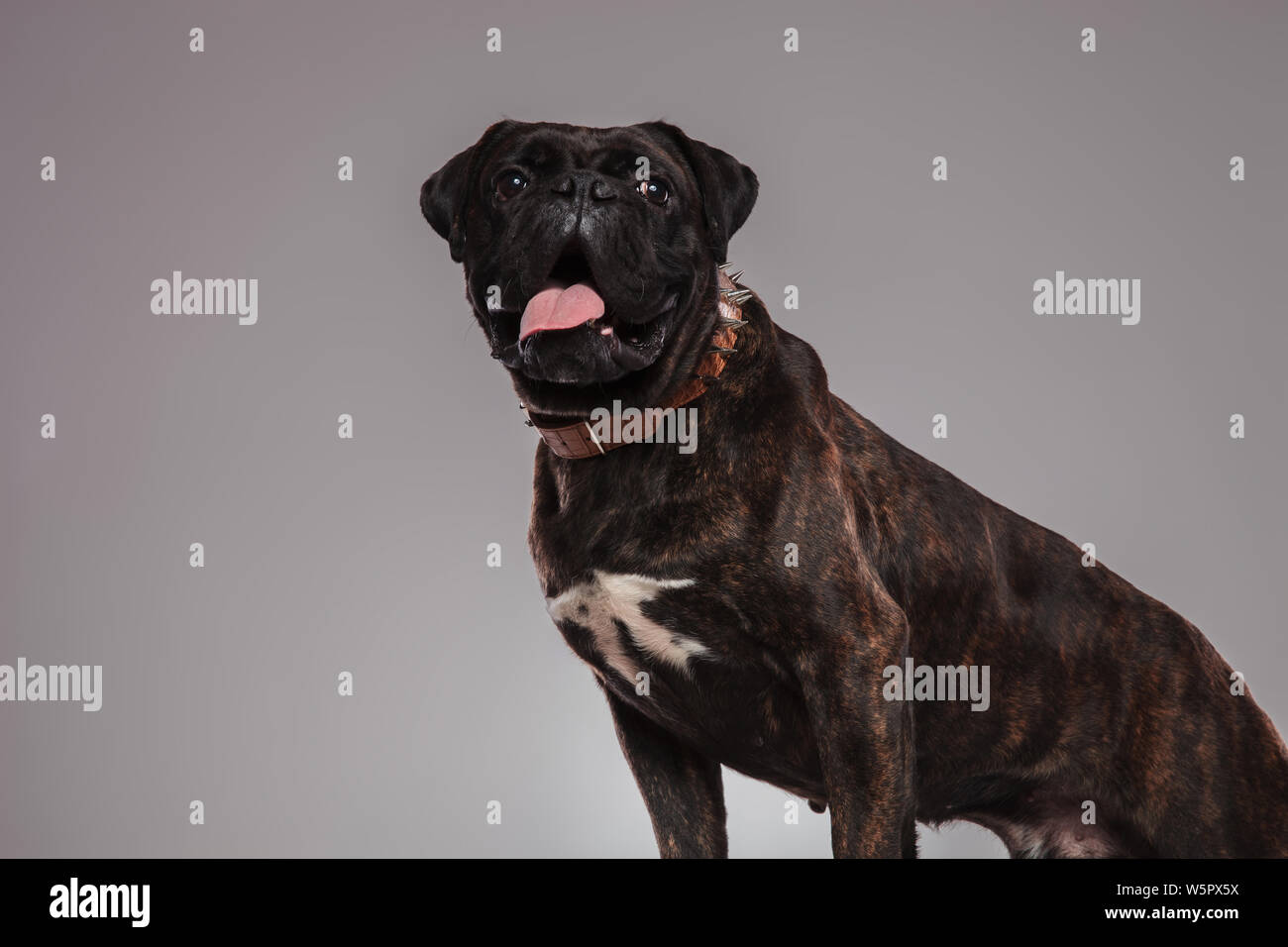 side view of lovely seated boxer panting on light grey background Stock ...