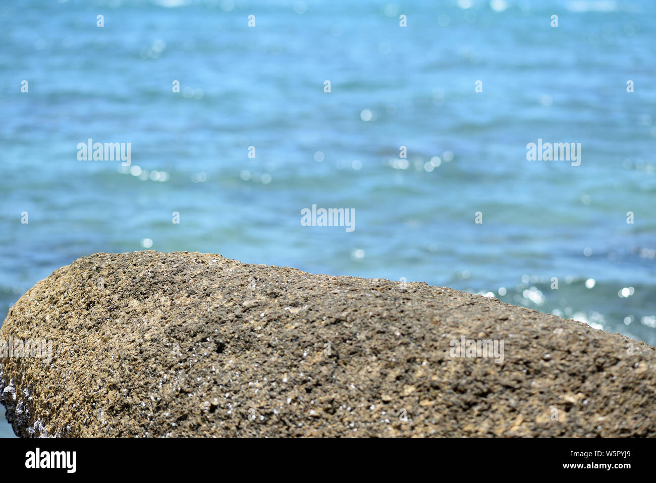 Sea shell on stone hi-res stock photography and images - Alamy