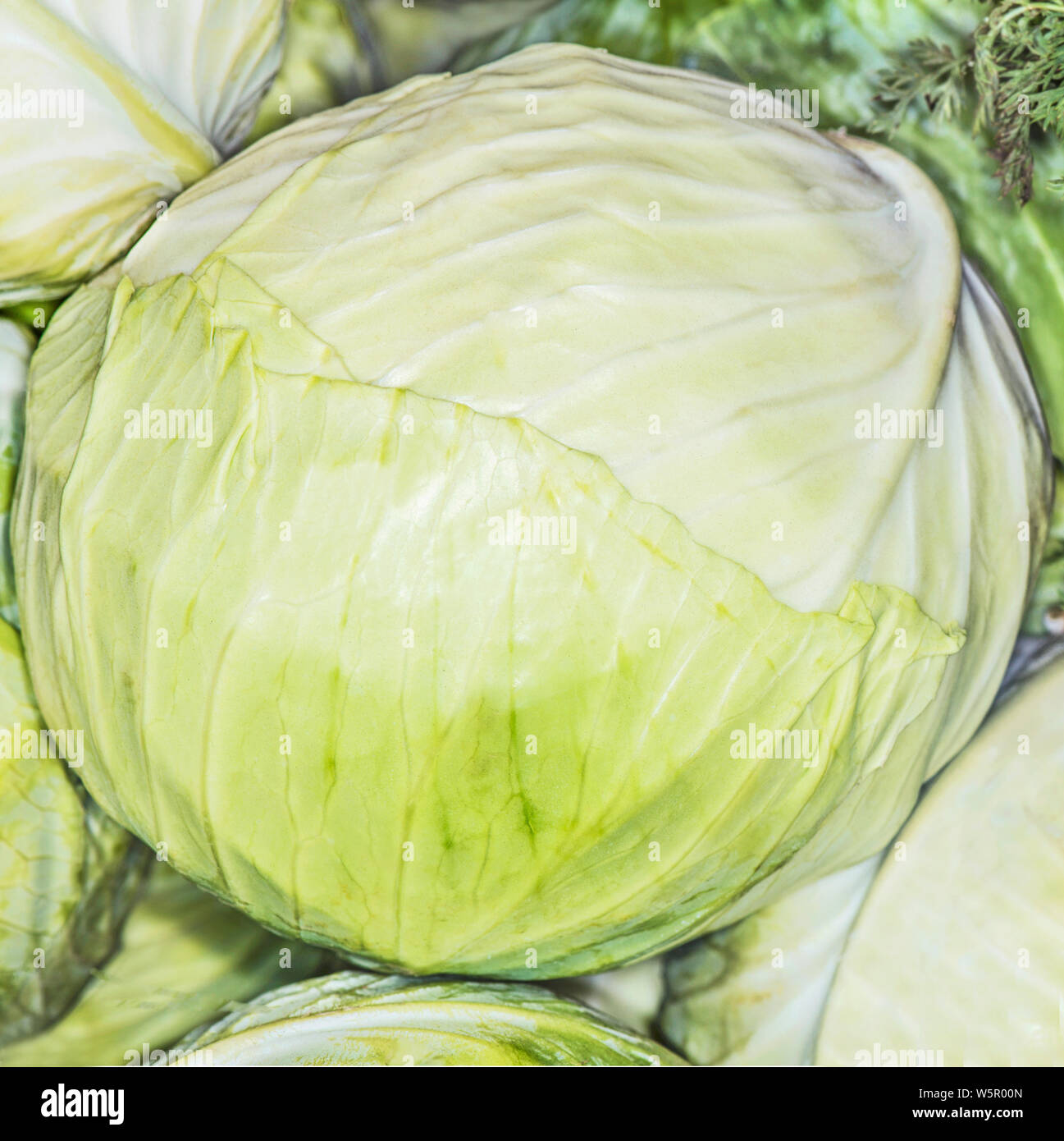 White cabbage in the field hi-res stock photography and images - Alamy