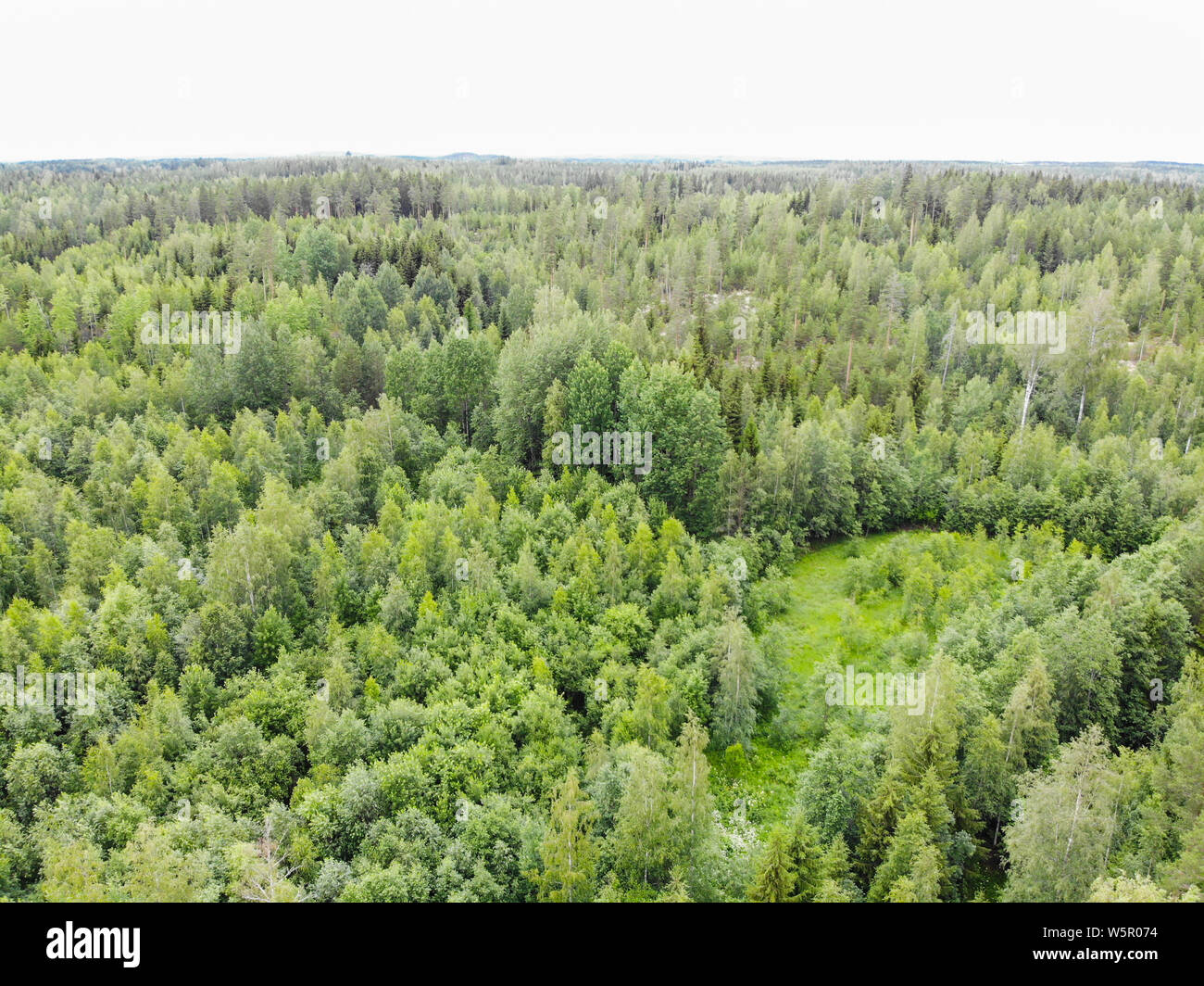 Aerial view of green forest at rural summer in Finland Stock Photo - Alamy