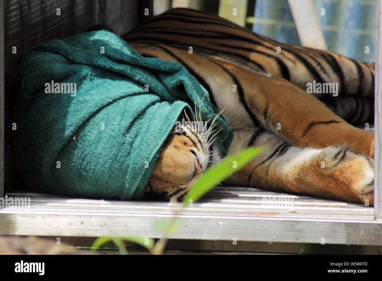 (190730) -- BEIJING, July 30, 2019 (Xinhua) -- A Sumatran tiger is seen ...