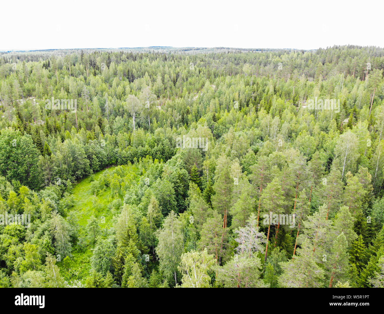 Aerial view of green forest at rural summer in Finland Stock Photo - Alamy