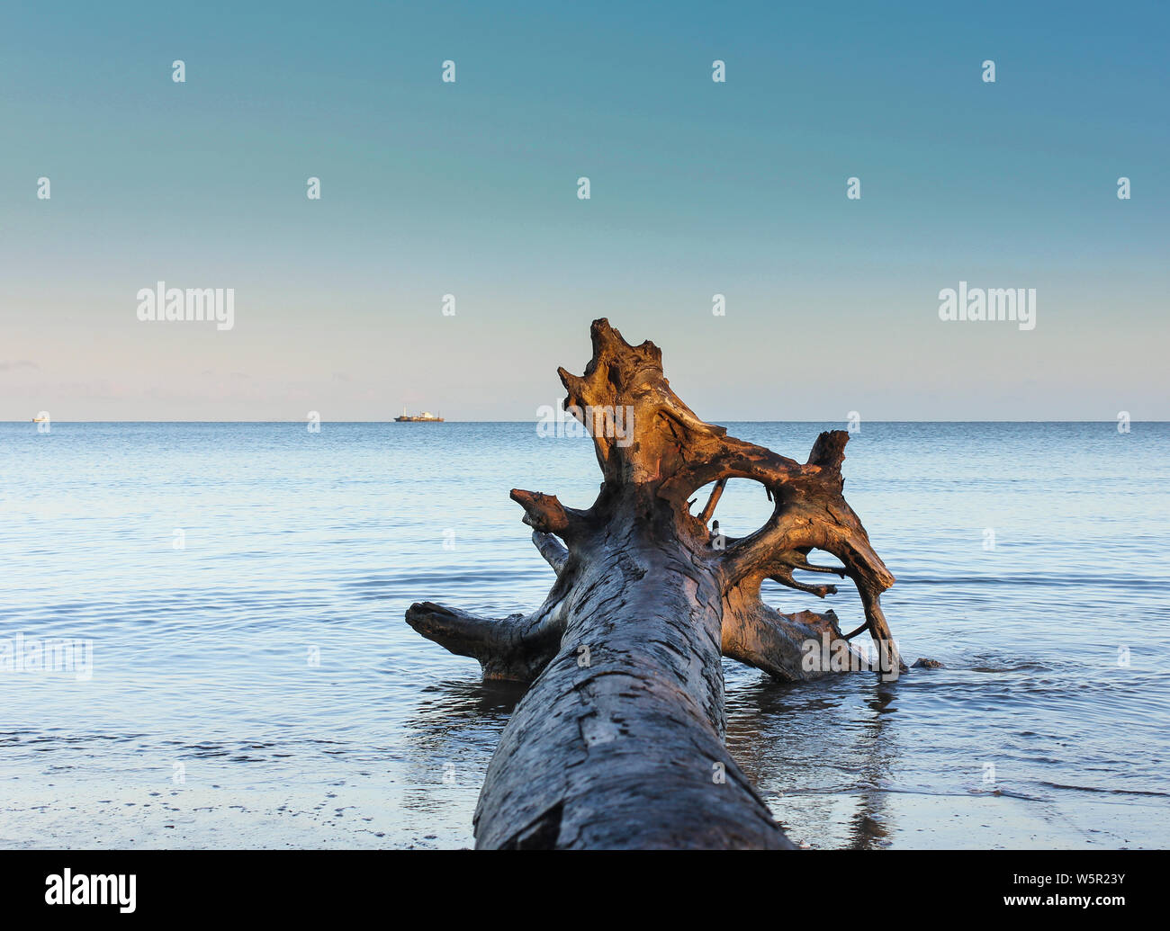 Beautiful wooden log washed up on the Nadi beach shore in Fiji. wooden ...