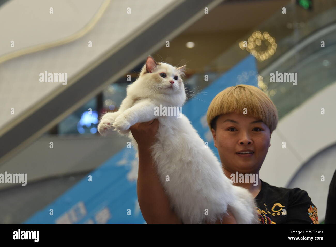 Henan, china. 30th July, 2019. A world-class cat contest was held in ...