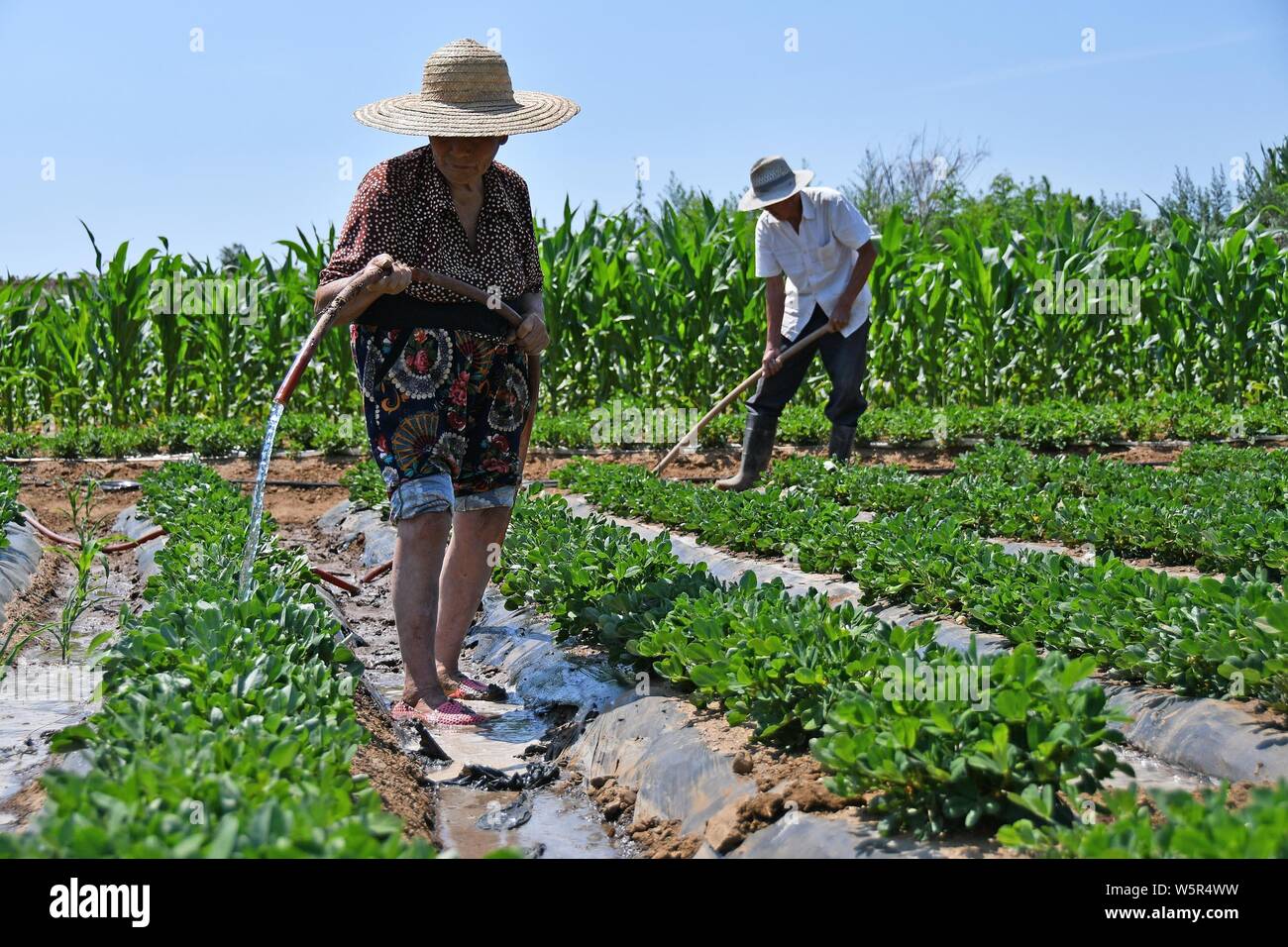 Farmers water hi-res stock photography and images - Alamy