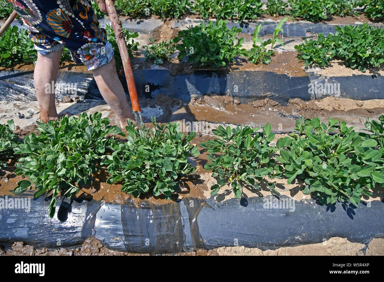 Chinese farmers water the crops during a drought due to lack of rain in ...