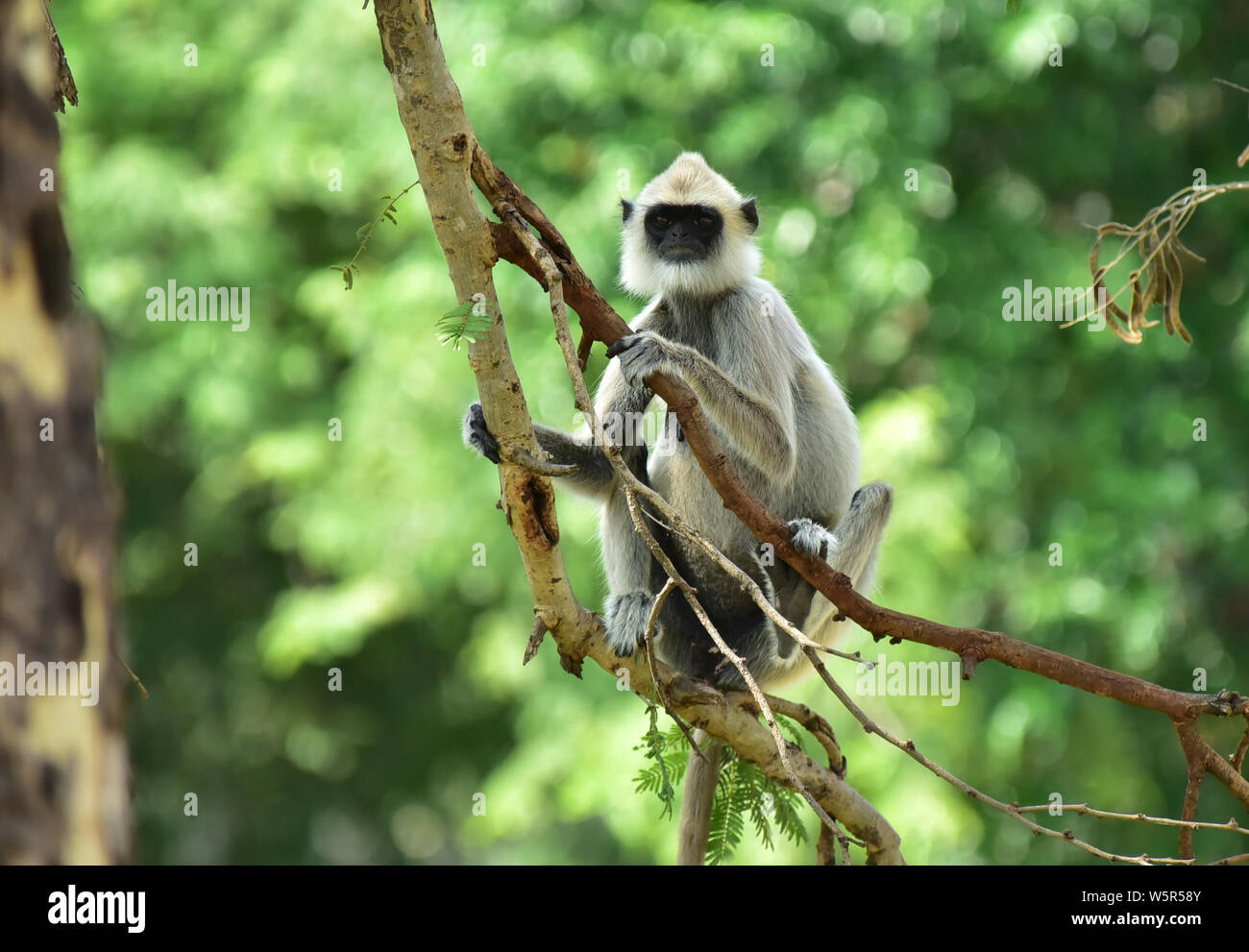 Sri Lankan Grey monkey on the Tree Stock Photo - Alamy
