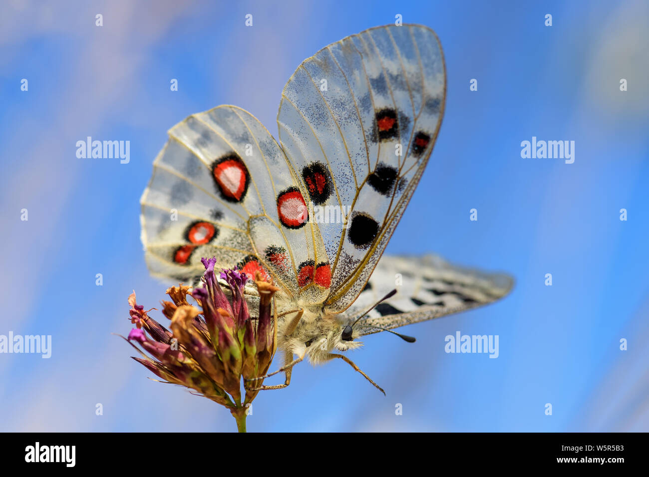 Apollo Butterfly - Parnassius apollo, beautiful iconic endangered ...