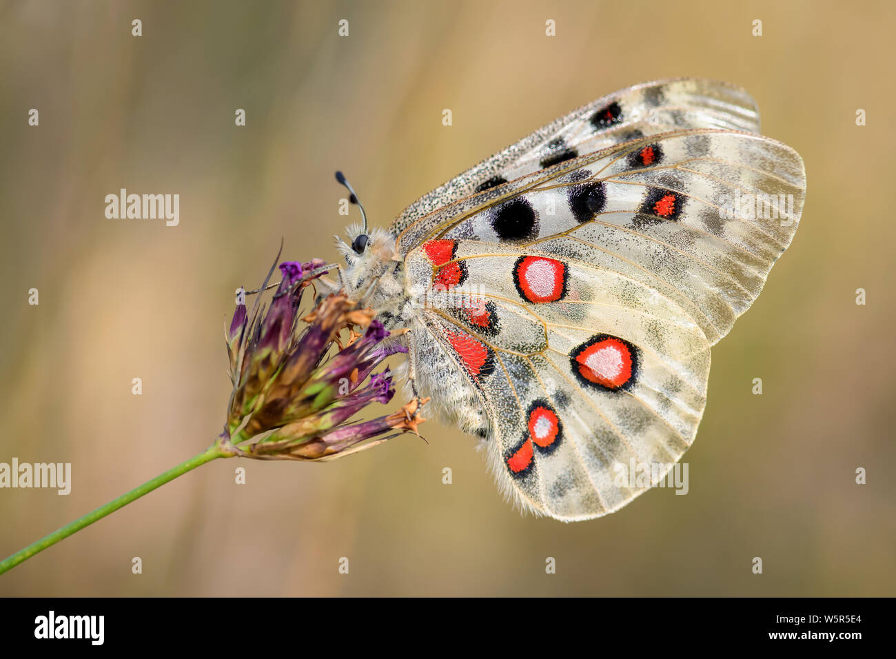 Apollo Butterfly - Parnassius apollo, beautiful iconic endangered ...