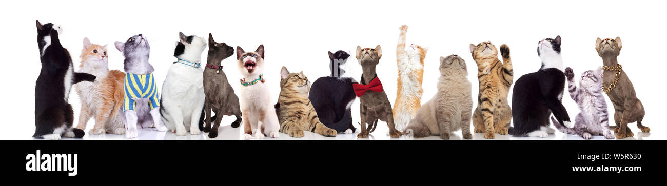 large group of adorable cats of different races looking up while ...