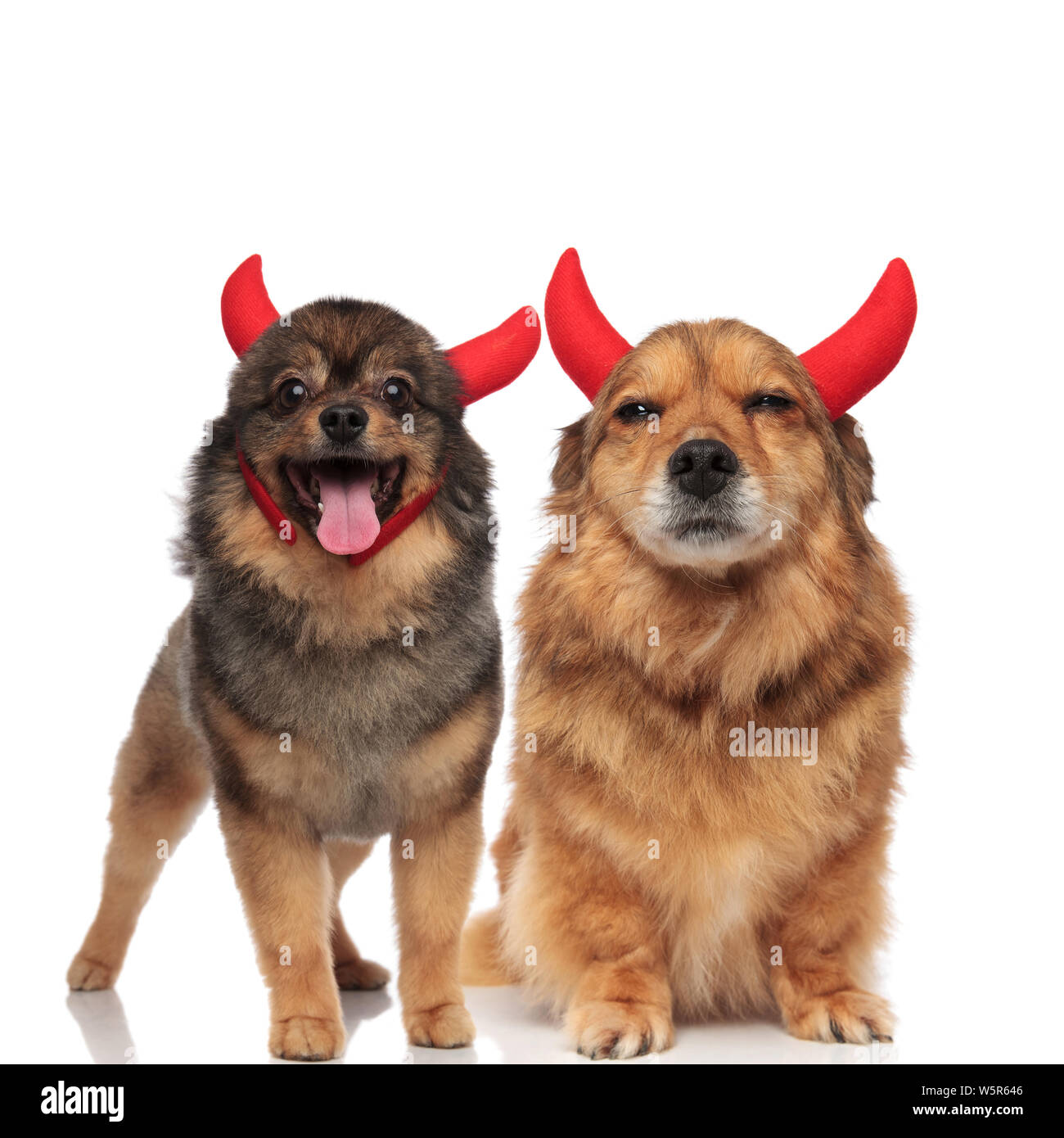 cute pom and adorable brown metis dog wearing devils horns while ...