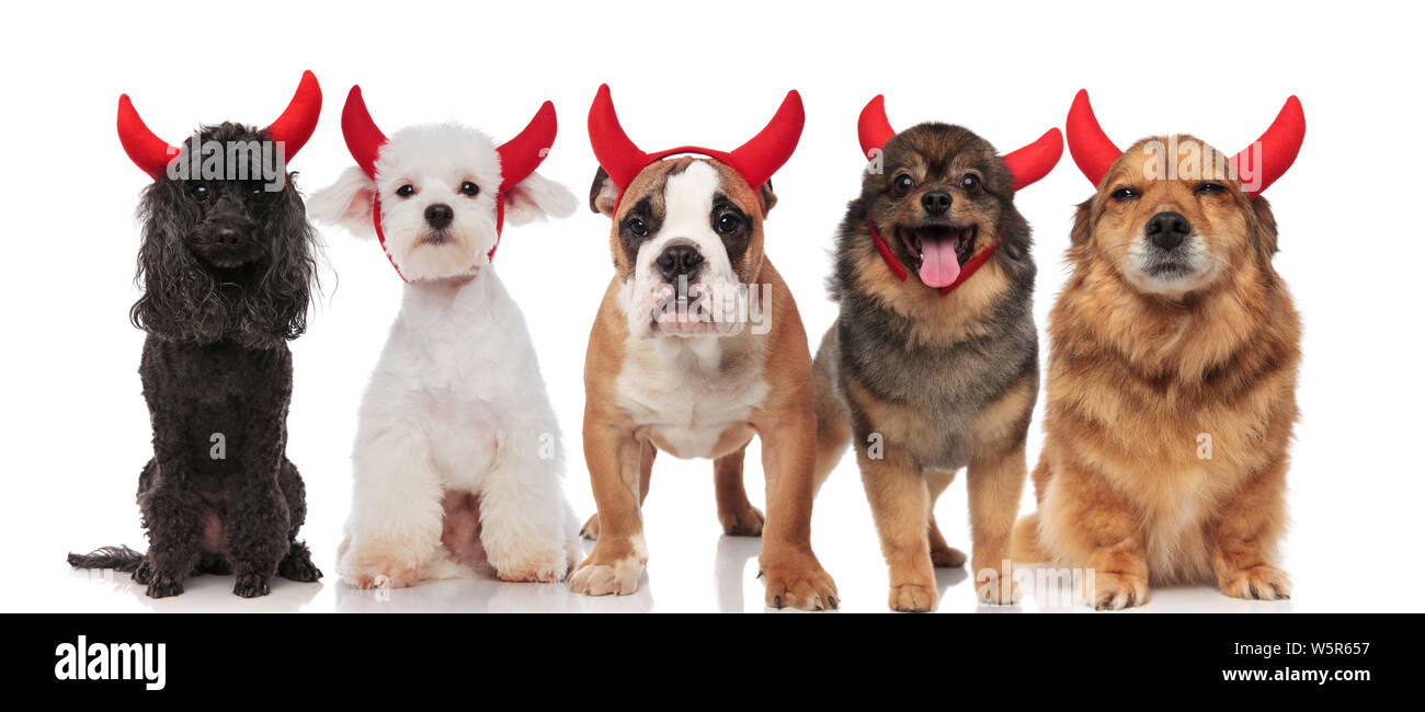 five cute devil dogs of different breeds sitting and standing on white ...