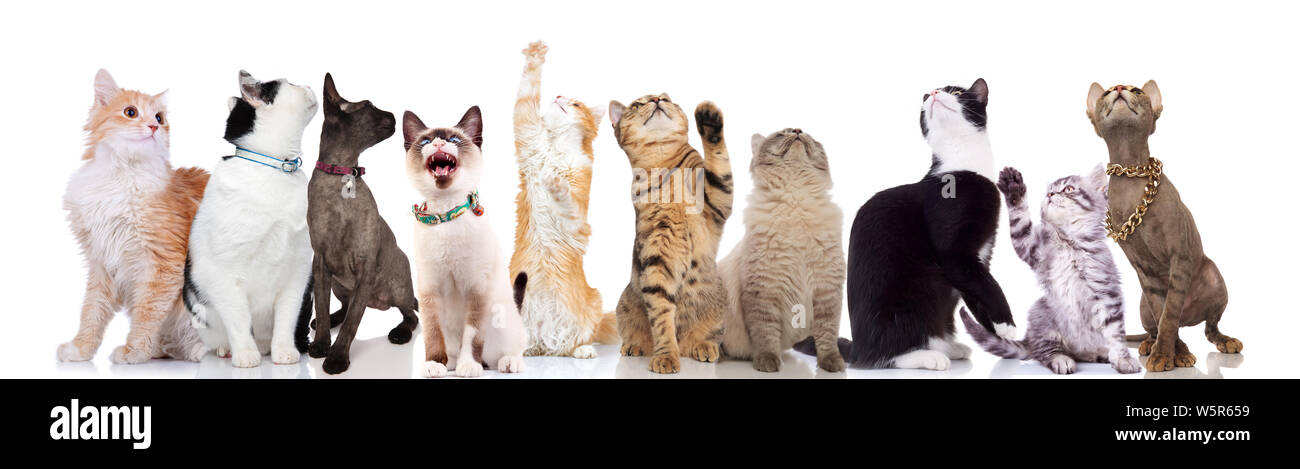 group of ten cute cats looks up while standing and sitting on white ...
