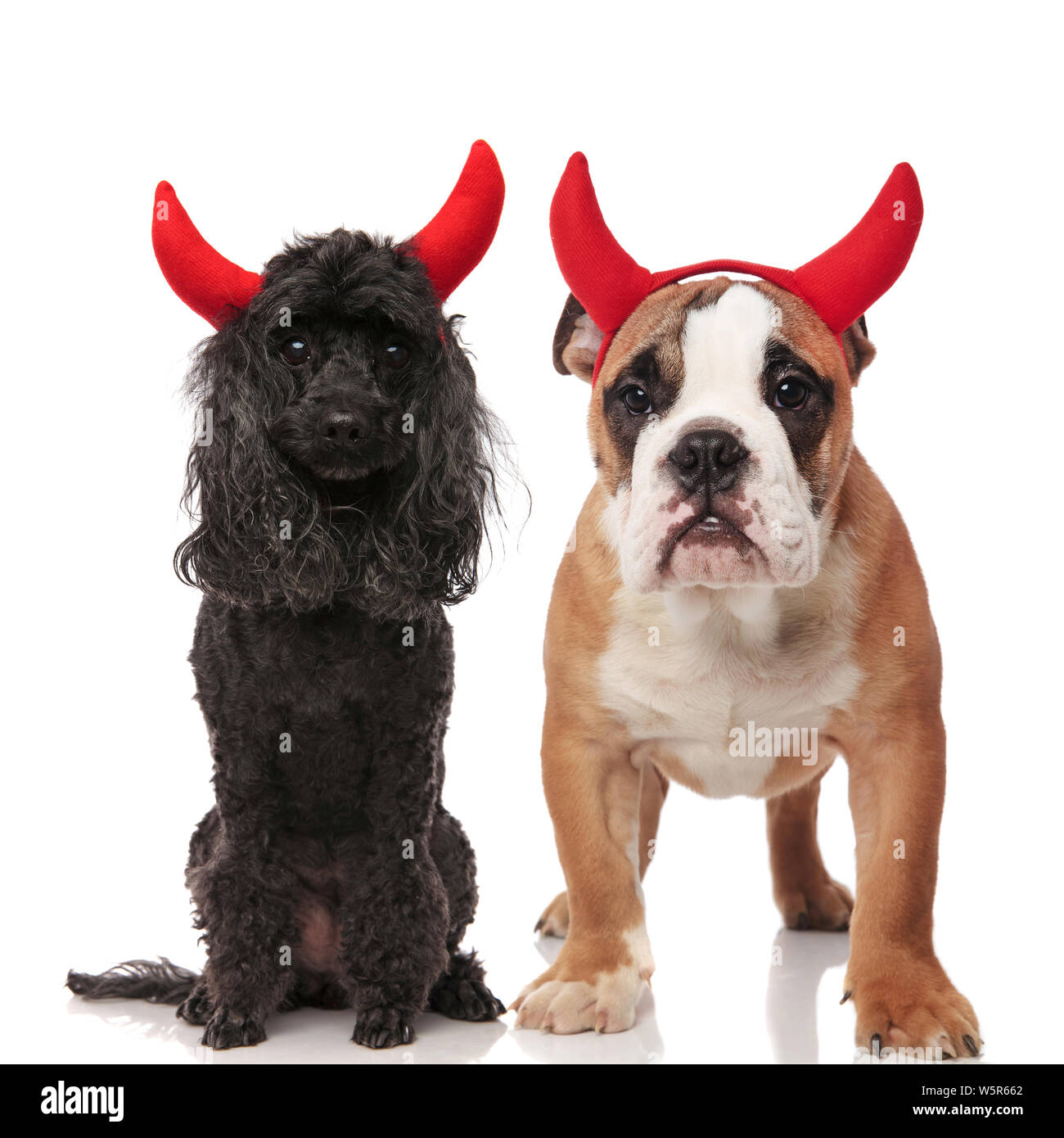 cute dog couple wearing red devil horns for halloween while standing ...