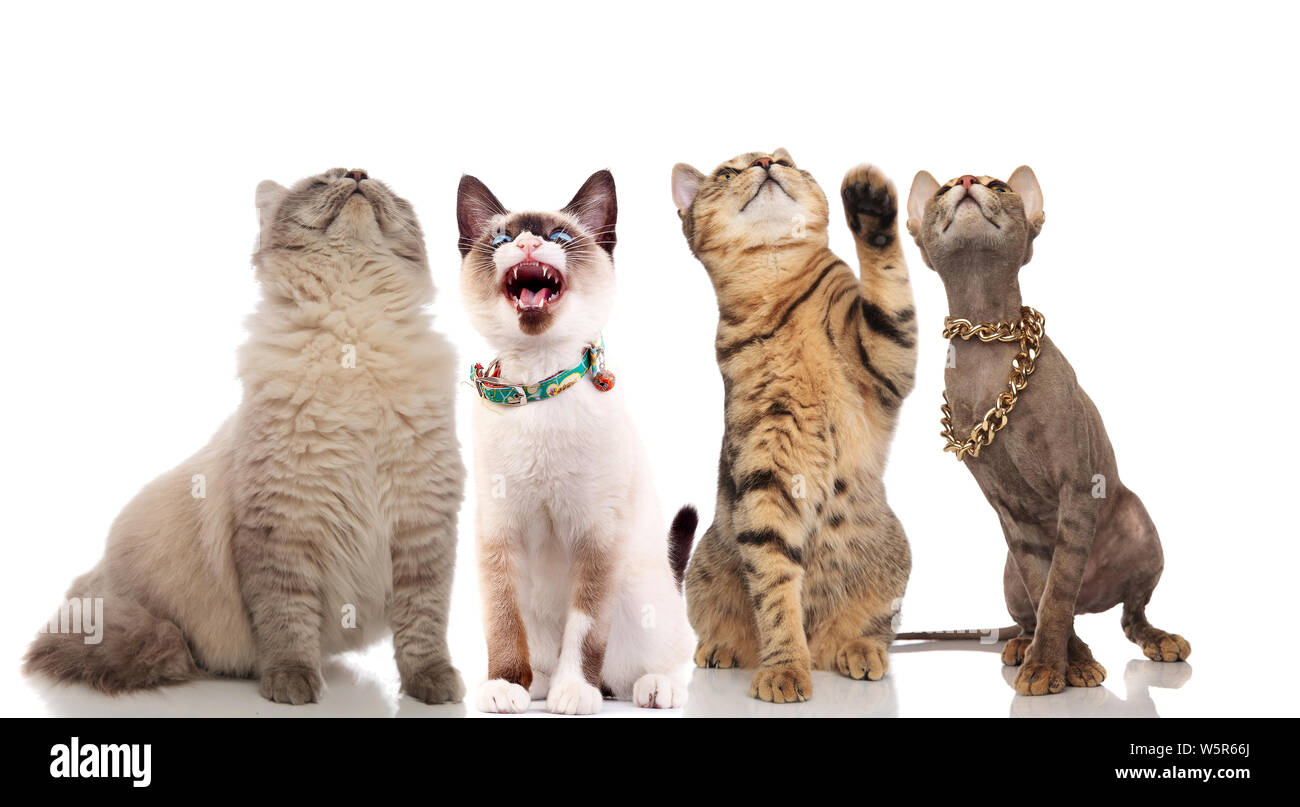 group of four funny curious cats looks up while standing and sitting on ...