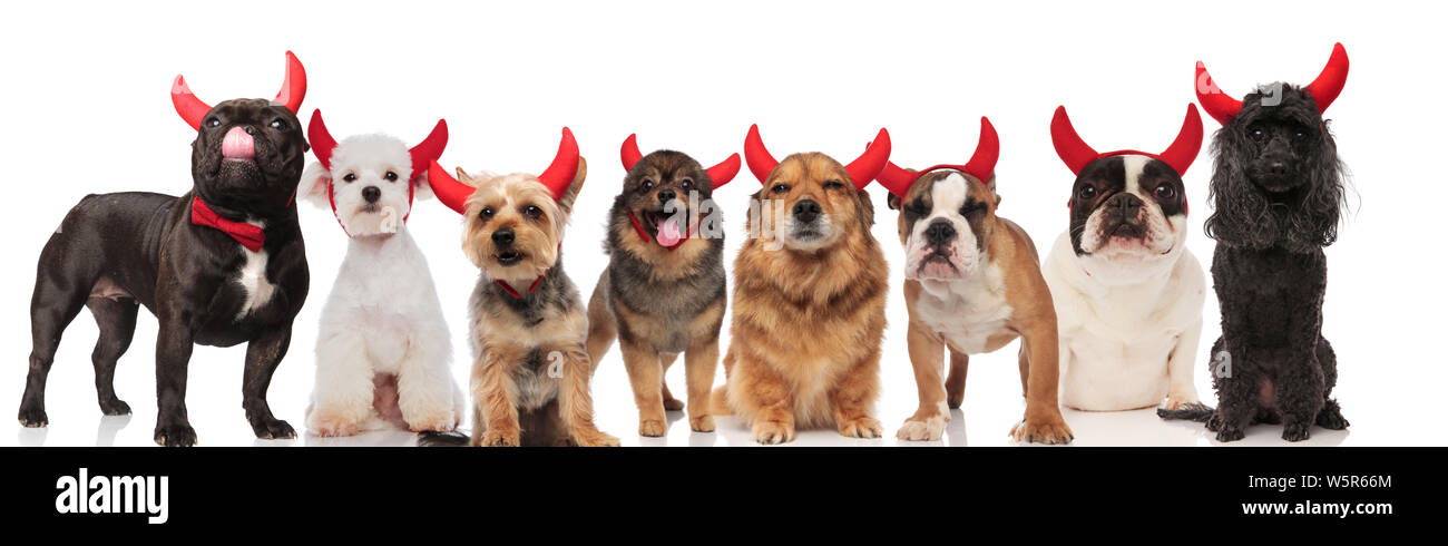 adorable team of eight dogs dressed as devil for halloween, standing ...