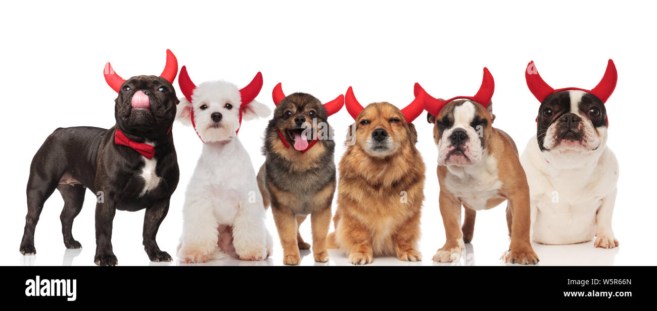 six cute dogs of different breeds wearing devil horns for halloween ...