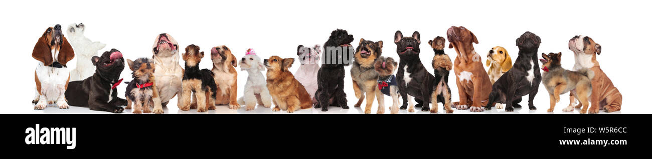 large group of happy curious dogs looking up as a team on white ...