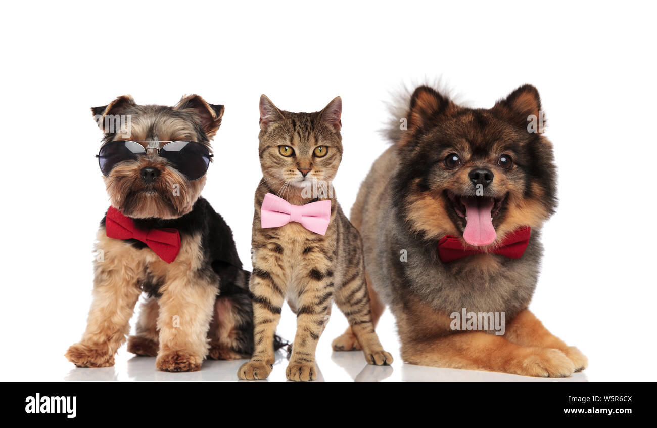 stylish group of three dogs and cats with bowties and sunglasses ...