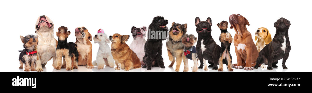 cute dog team wearing bowties and collars is curious and look up while ...