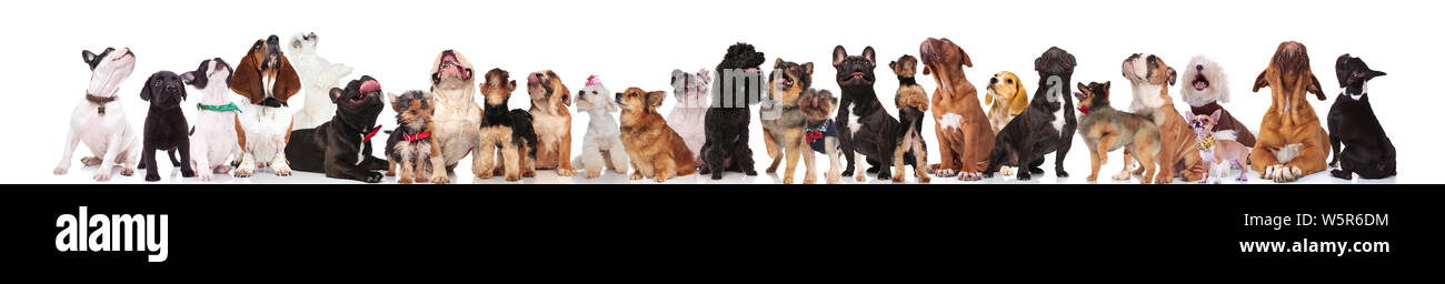 adorable large group of different dogs look up while standing and ...