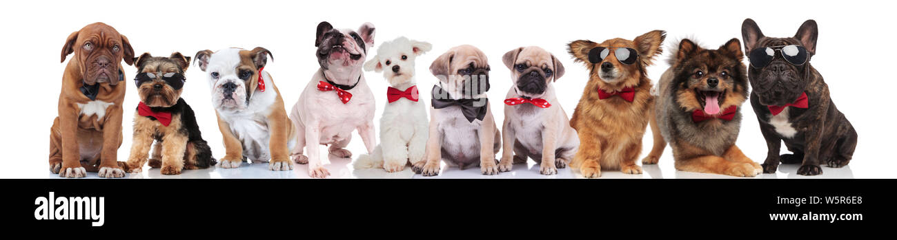 many elegant dogs of different breeds standing and sitting on white ...