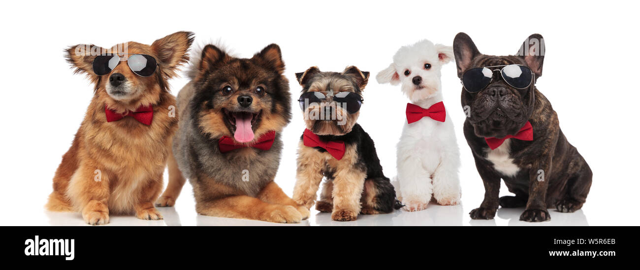 five stylish dogs of different breeds wearing red bowties while ...
