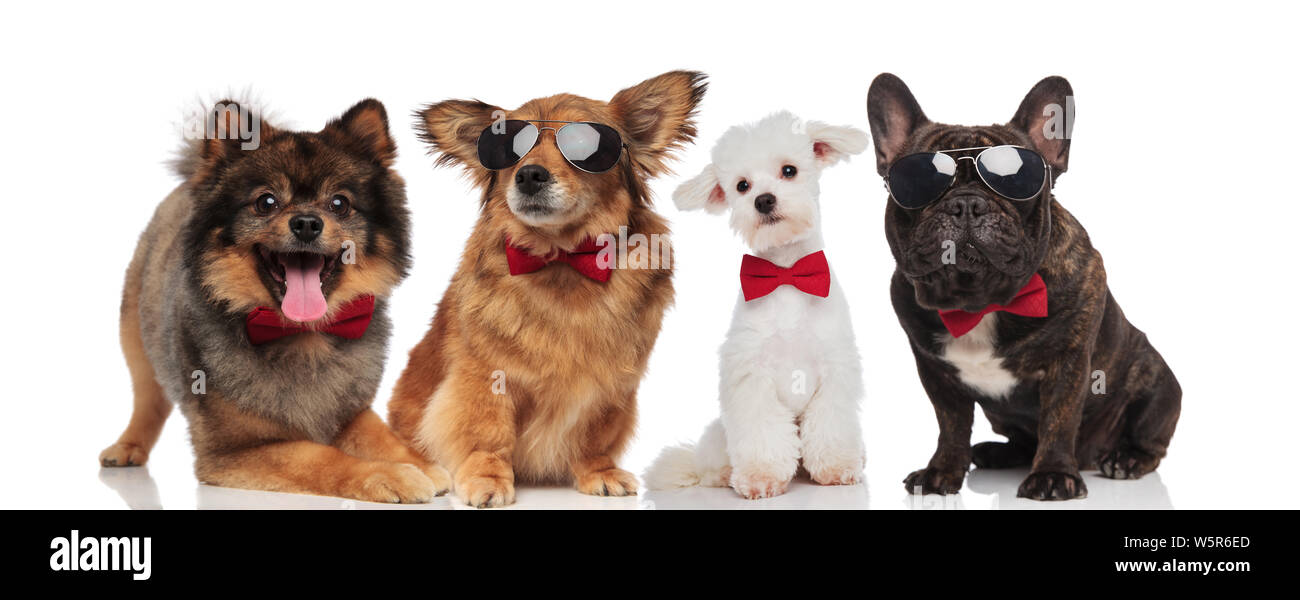 lovely team of four elegant dogs with red bowties sitting and lying on ...