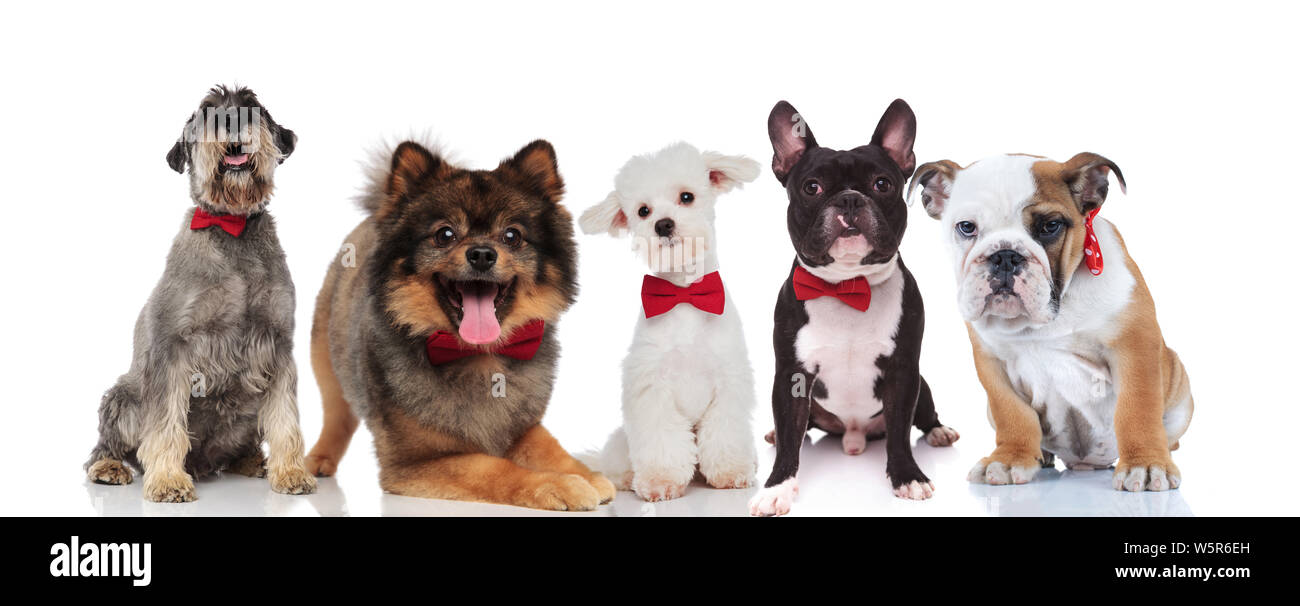 elegant team of five cute dogs of different breeds with bowties sitting ...