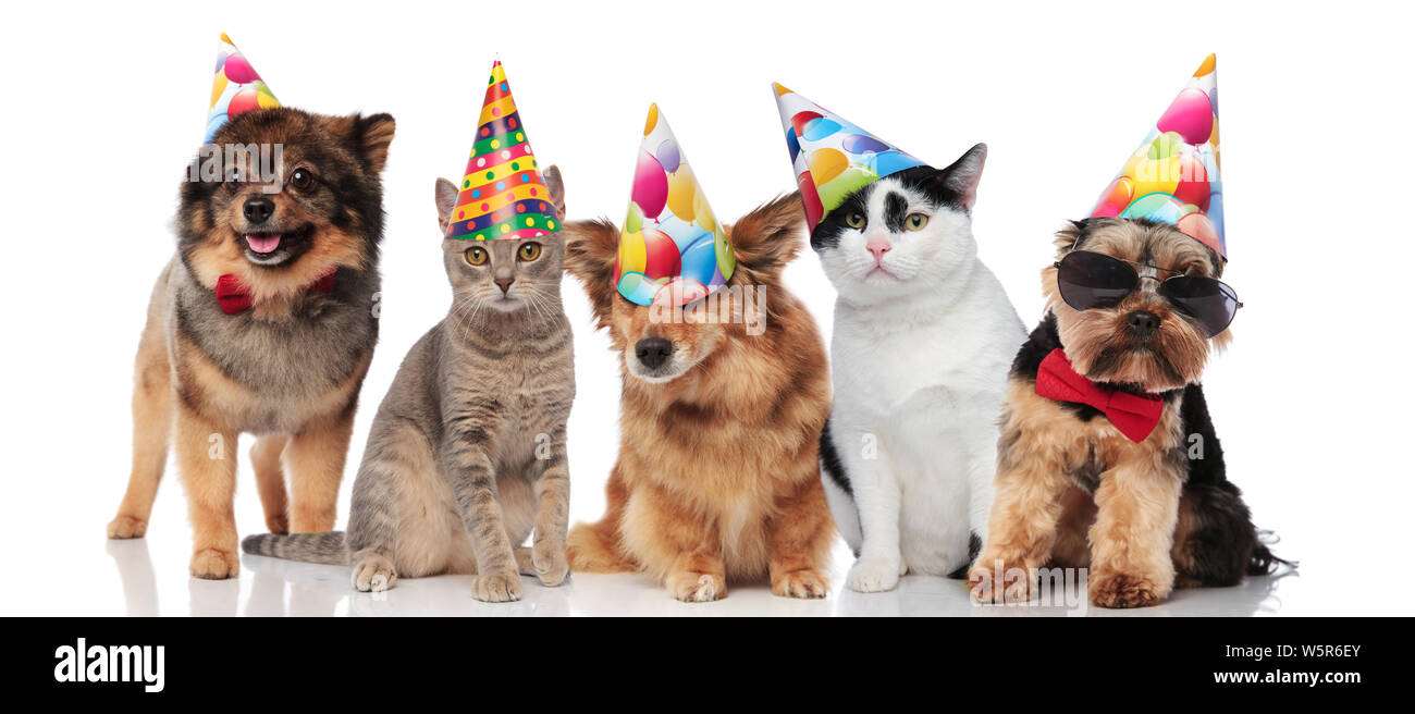 five cute party pets with colorful caps standing and sitting on white ...