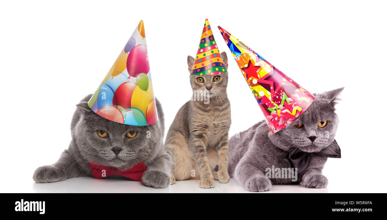 three funny birthday cats with colorful caps looking bored while ...