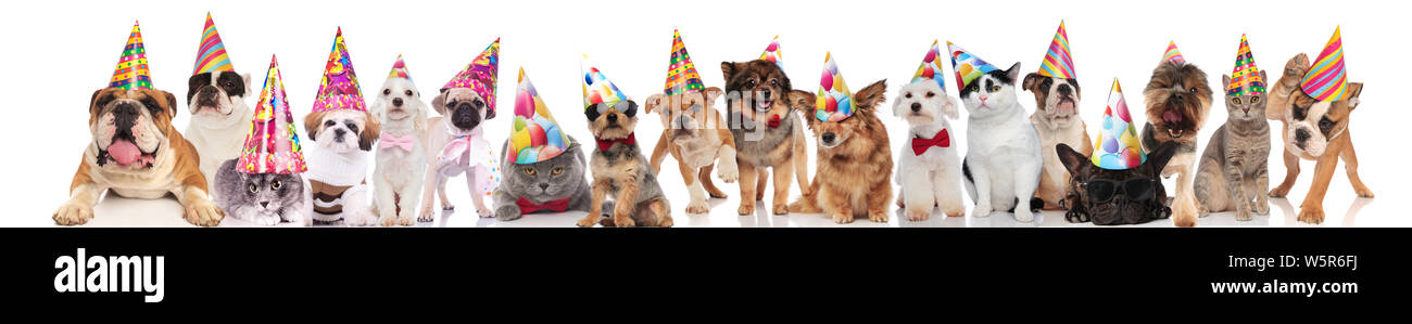 large group of party domestic animals of different breeds standing ...