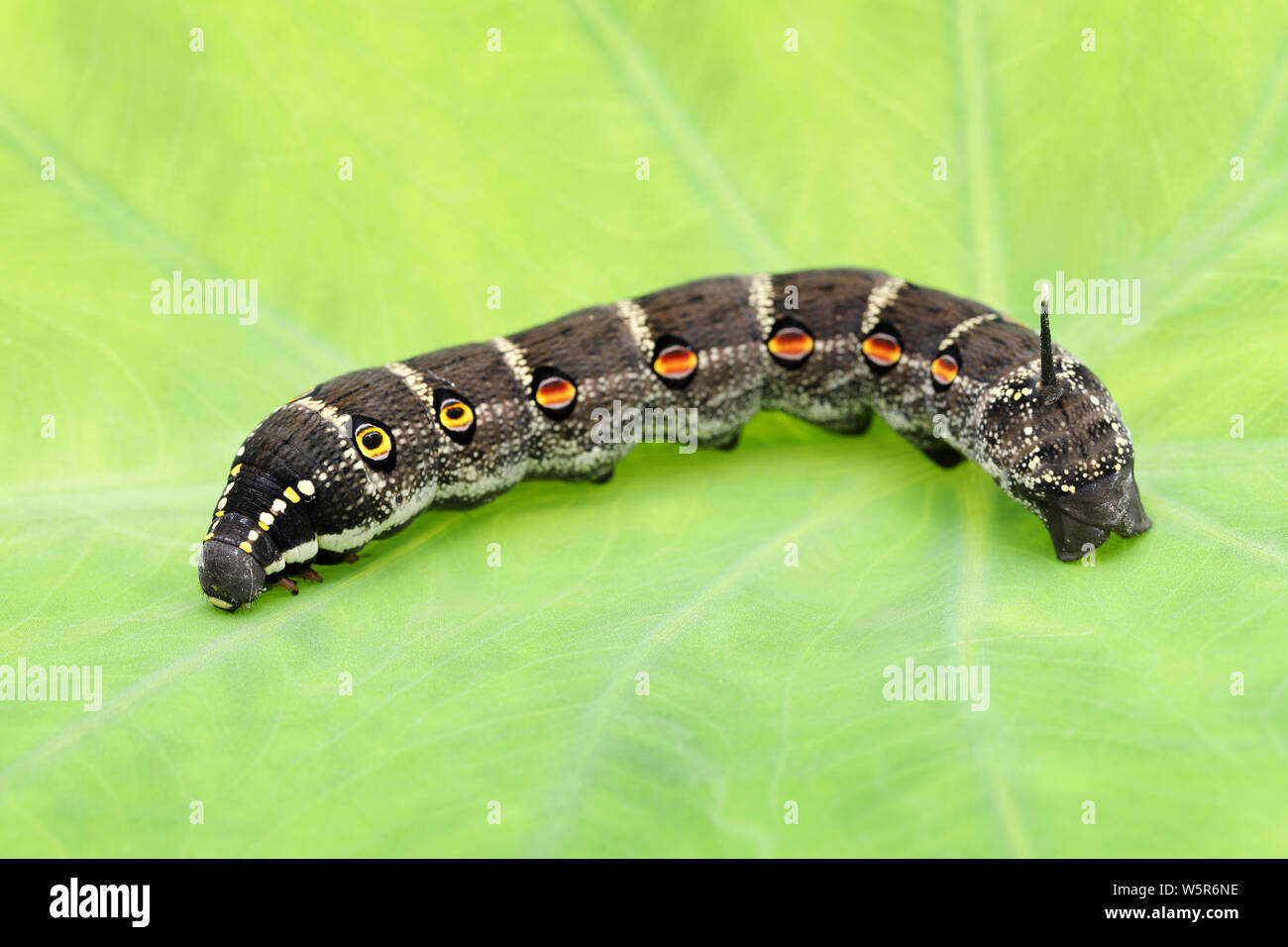 Studio shot of big black caterpillar on a leaf background Stock Photo ...