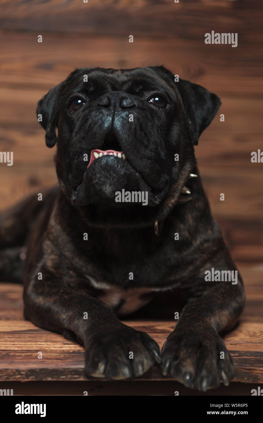 Boxer dog teeth hi-res stock photography and images - Alamy
