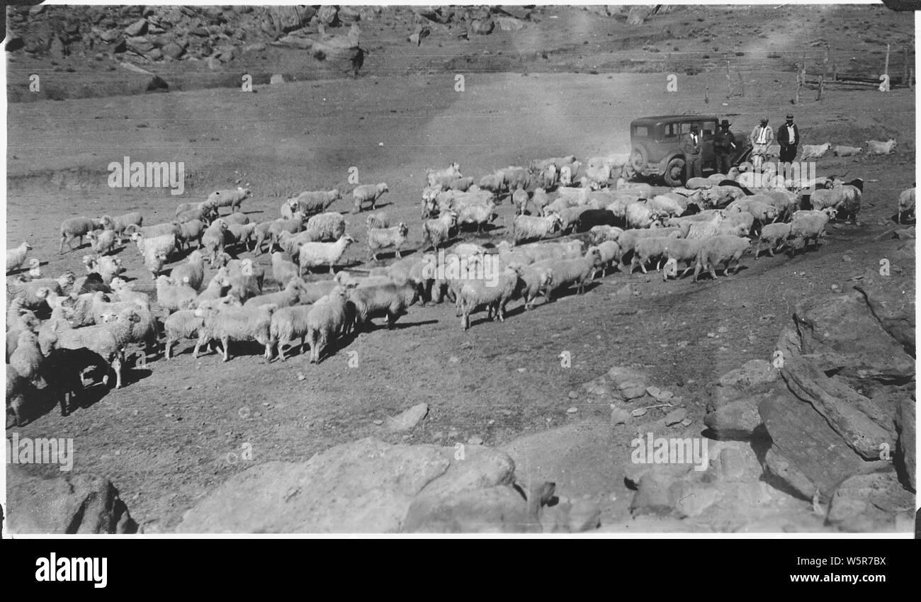 Sheep over Black and White Stock Photos & Images - Alamy