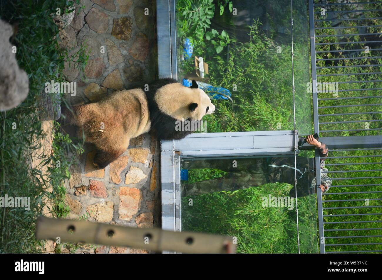 The giant panda Meng Lan interacts with a worker at the Beijing zoo in ...
