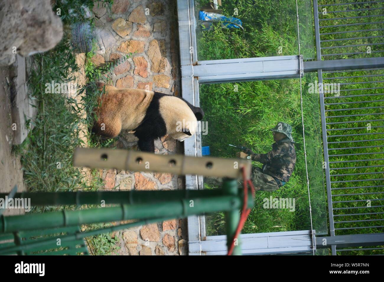 The giant panda Meng Lan interacts with a worker at the Beijing zoo in ...