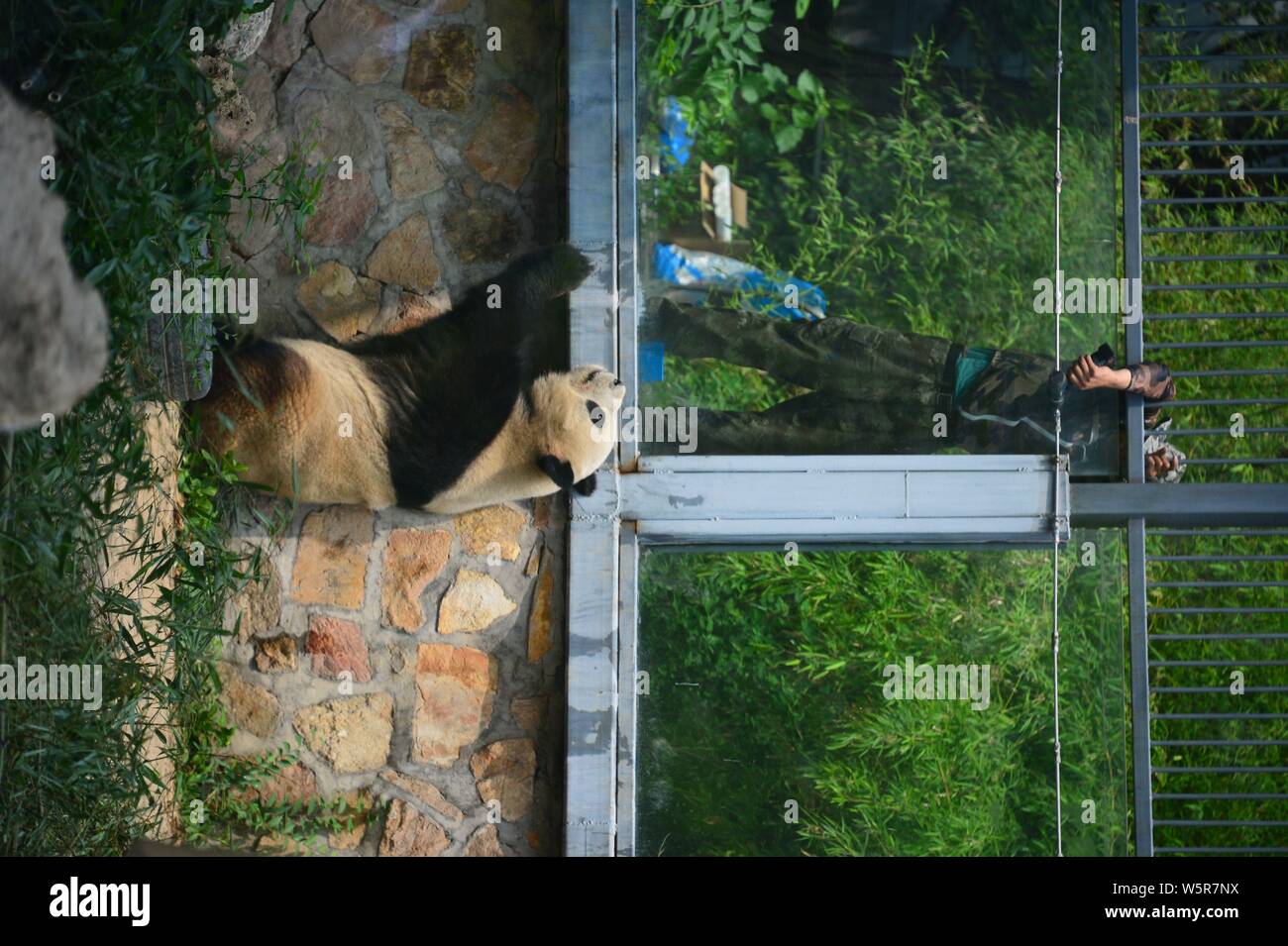 The giant panda Meng Lan interacts with a worker at the Beijing zoo in ...