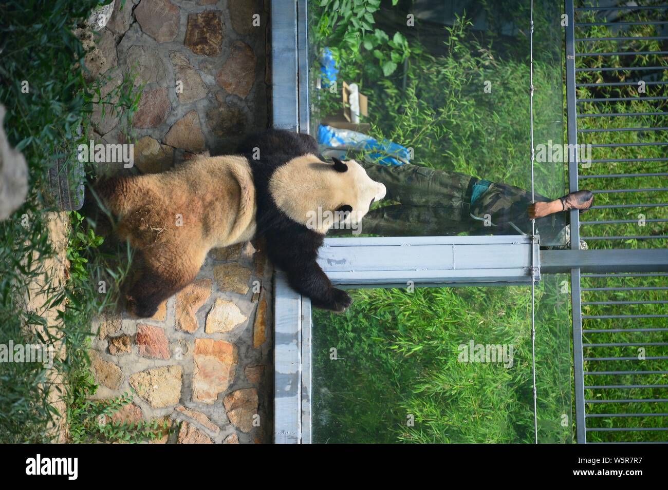 The giant panda Meng Lan interacts with a worker at the Beijing zoo in ...