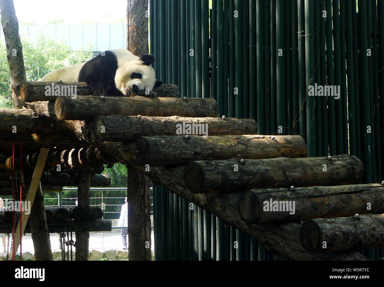 A giant panda sprawls its limbs as it sleeps at the Beijing zoo in ...