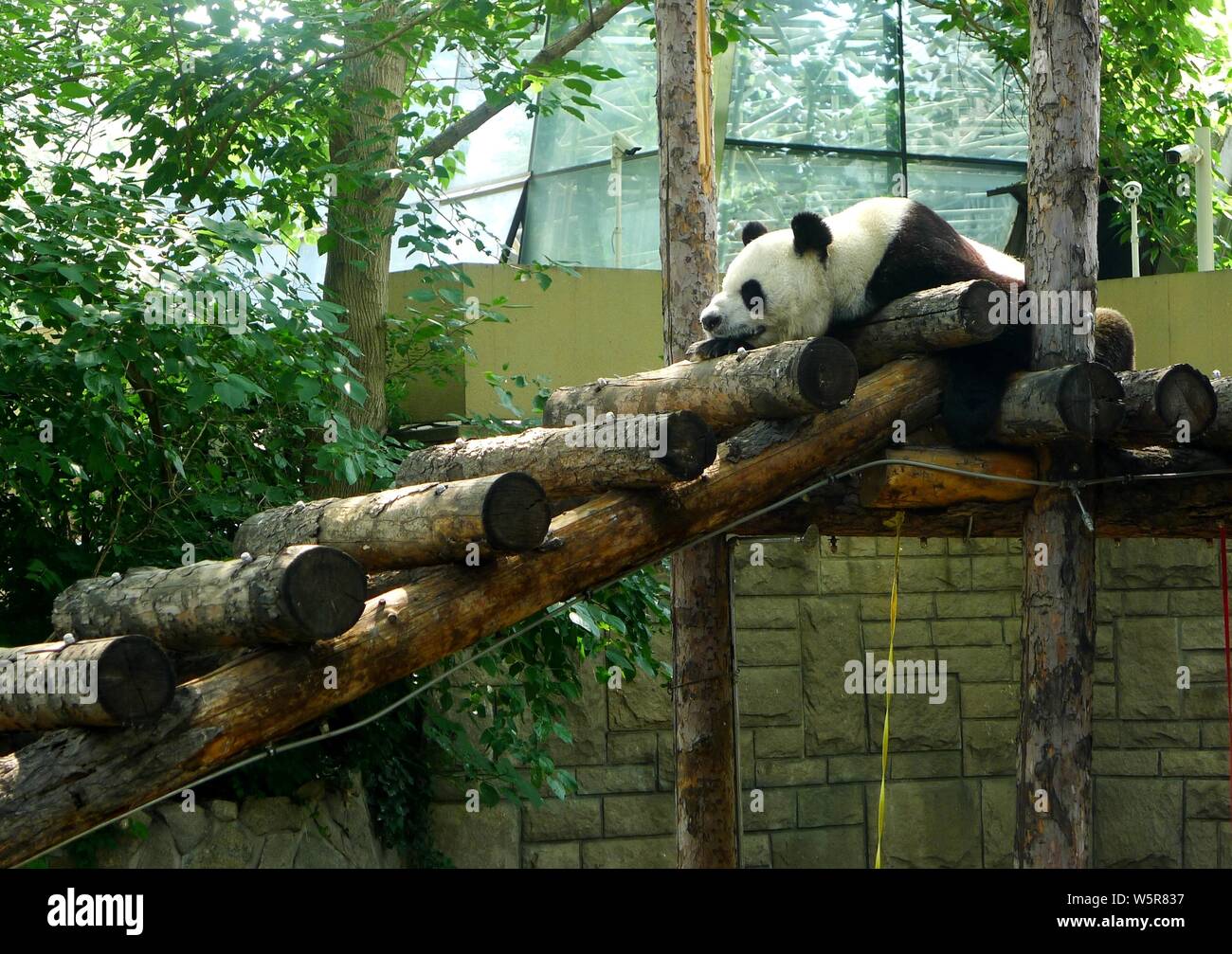 A giant panda sprawls its limbs as it sleeps at the Beijing zoo in ...